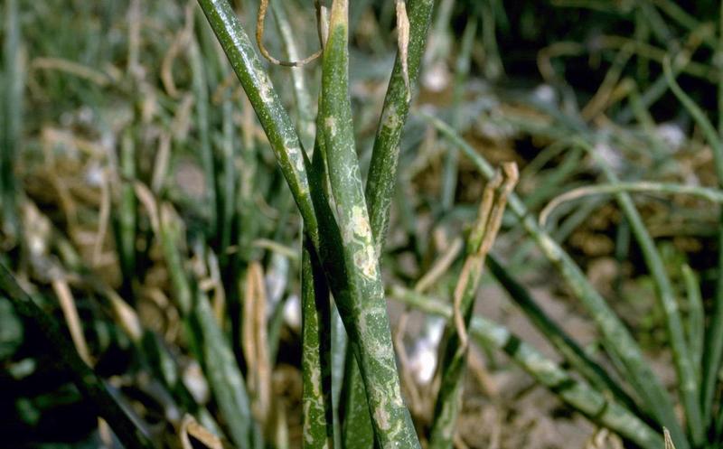 Onion | Diseases and Pests, Description, Uses, Propagation