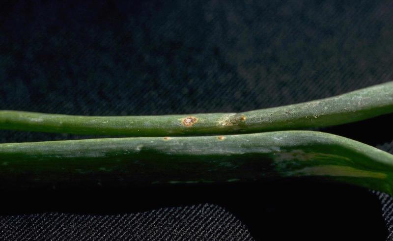 Onion | Diseases and Pests, Description, Uses, Propagation