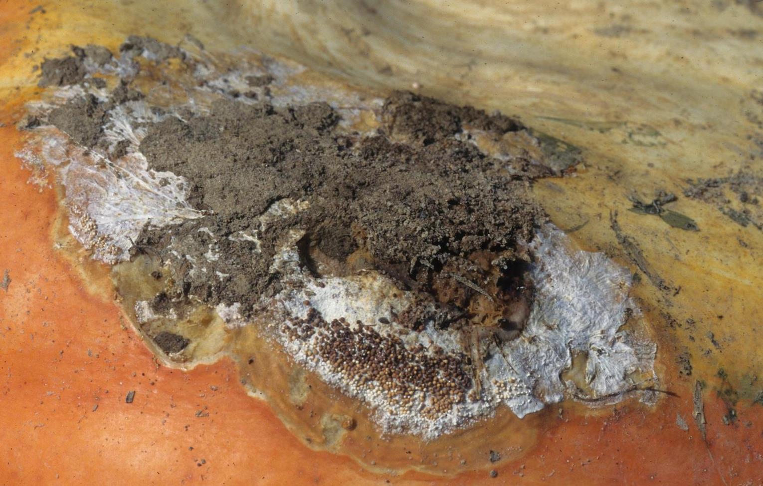 Pumpkin | Diseases and Pests, Description, Uses, Propagation