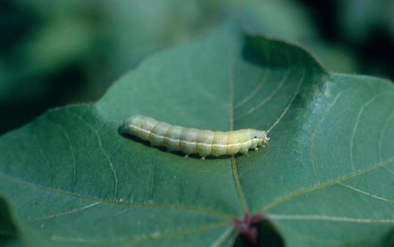 Pumpkin | Diseases and Pests, Description, Uses, Propagation
