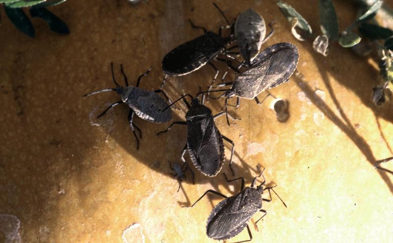 Pumpkin | Diseases and Pests, Description, Uses, Propagation