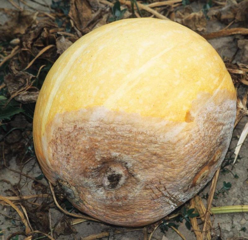 Pumpkin | Diseases and Pests, Description, Uses, Propagation