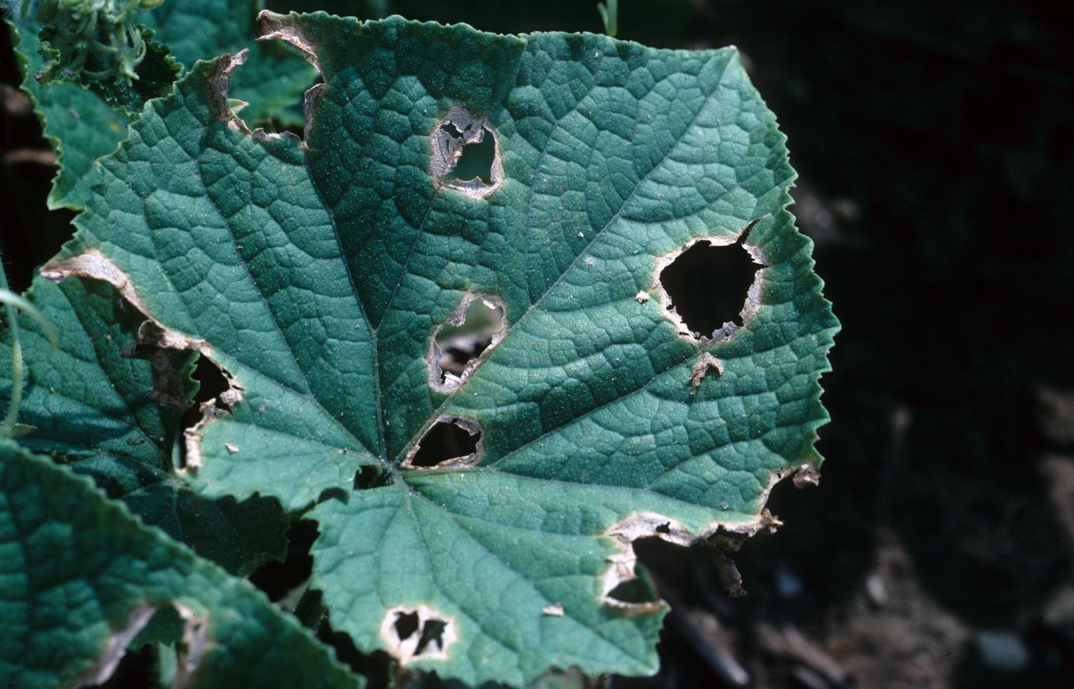 Cucumber | Diseases and Pests, Description, Uses, Propagation