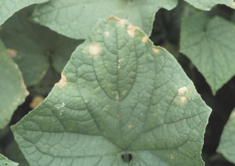 Cucumber | Diseases and Pests, Description, Uses, Propagation