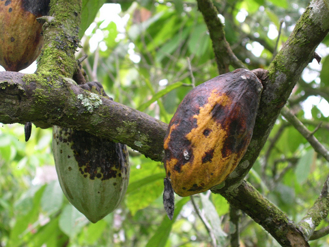 Cocoa (cacao) | Diseases and Pests, Description, Uses, Propagation