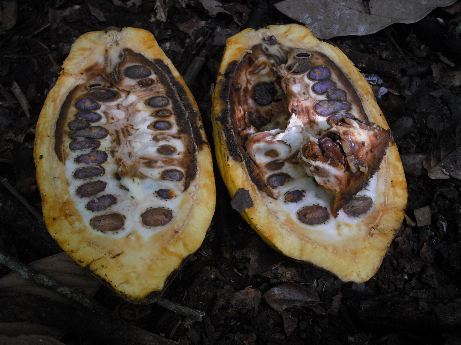Cocoa (cacao) | Diseases and Pests, Description, Uses, Propagation