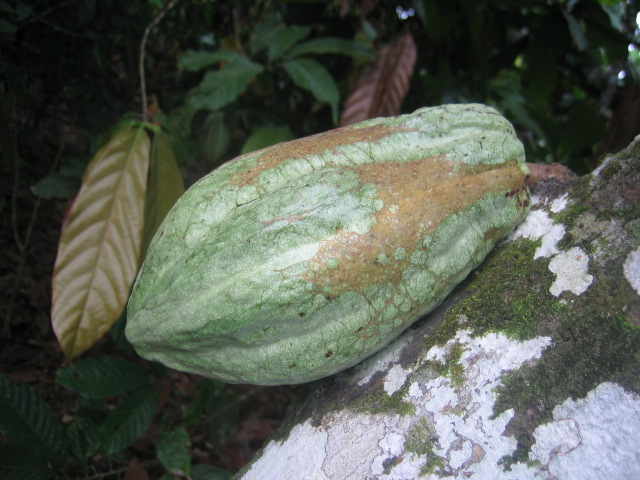 Cocoa (cacao) | Diseases and Pests, Description, Uses, Propagation