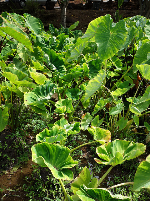 Cocoyam | Diseases and Pests, Description, Uses, Propagation