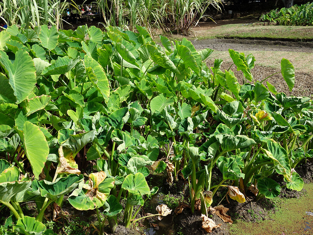 Cocoyam | Diseases and Pests, Description, Uses, Propagation
