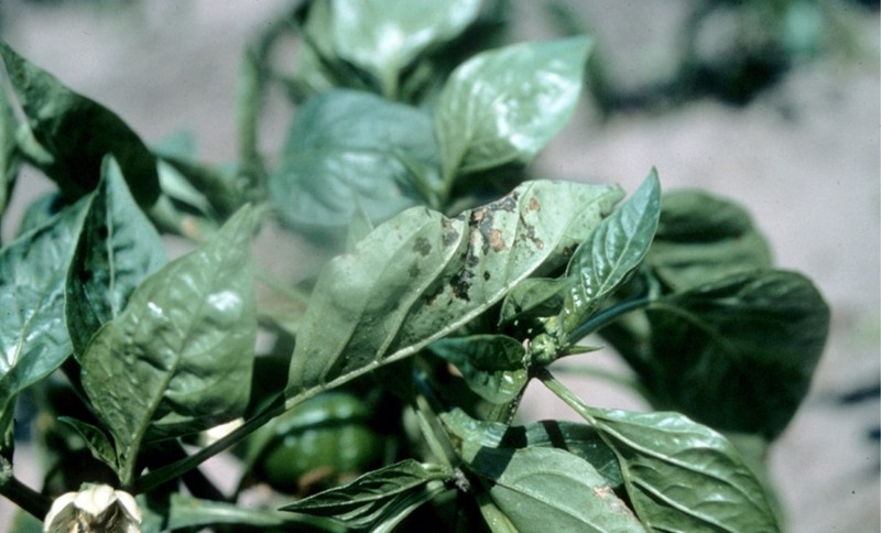 Chilli Pepper | Diseases and Pests, Description, Uses, Propagation