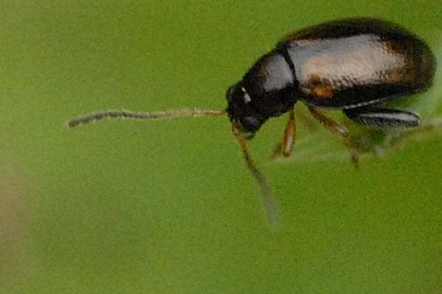 Turnip | Diseases and Pests, Description, Uses, Propagation