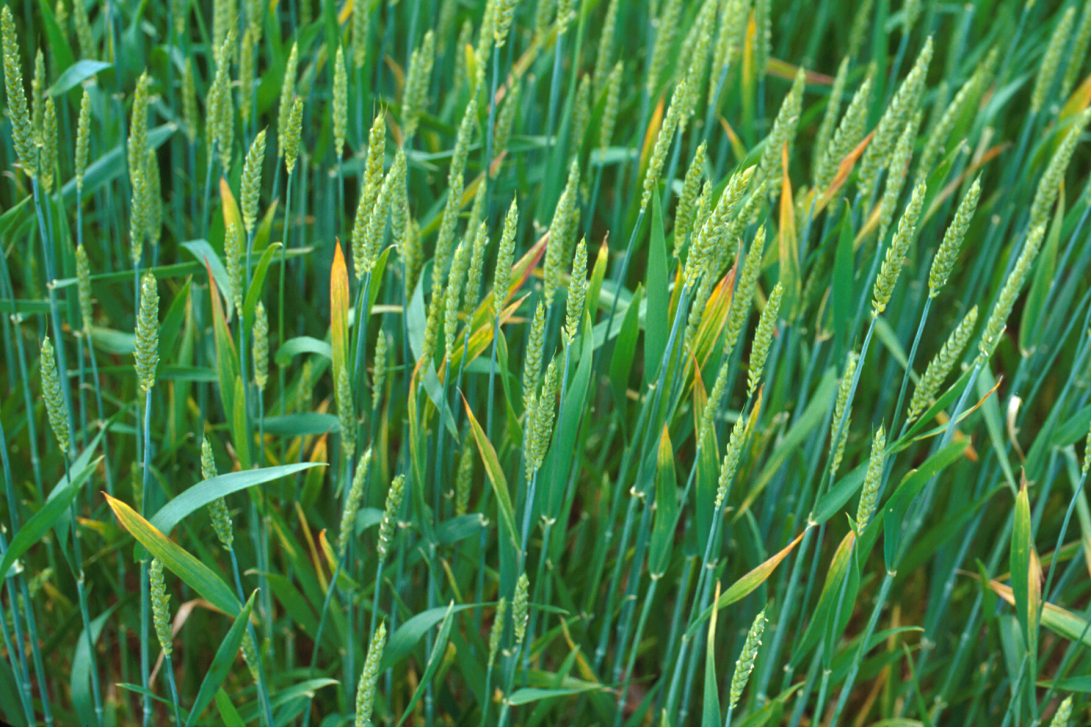 Wheat | Diseases and Pests, Description, Uses, Propagation