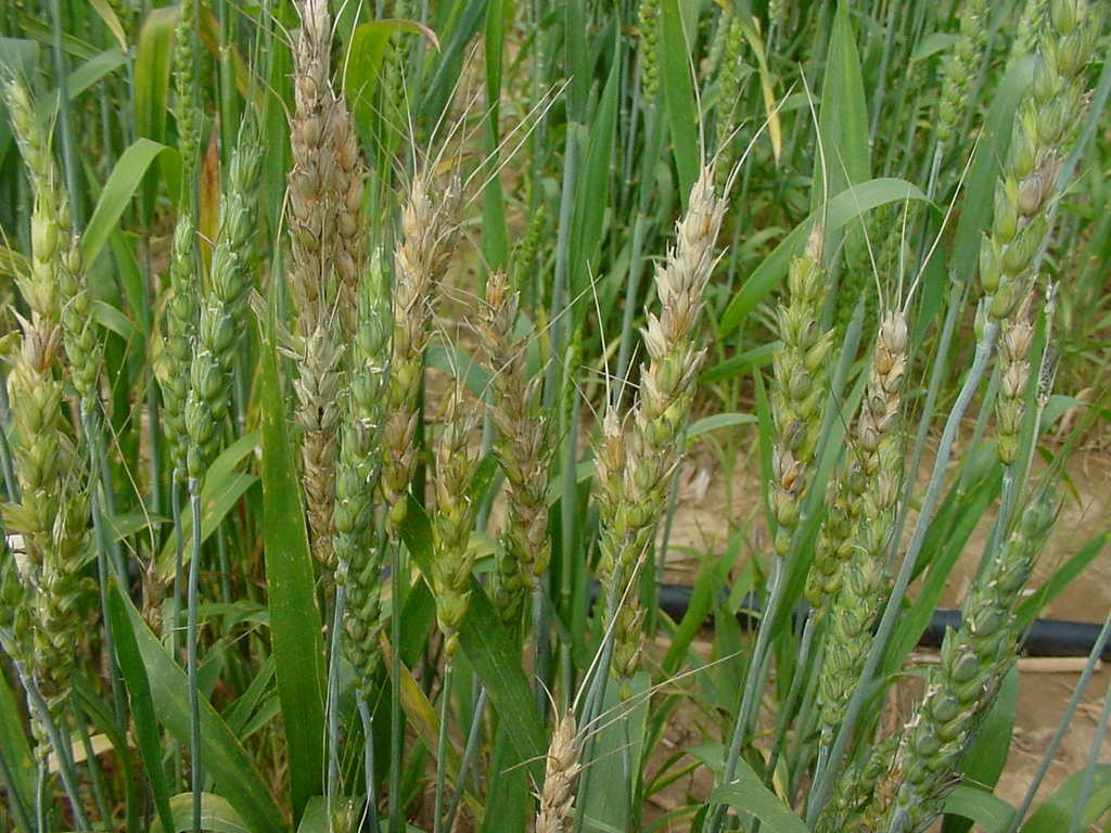 Wheat | Diseases and Pests, Description, Uses, Propagation