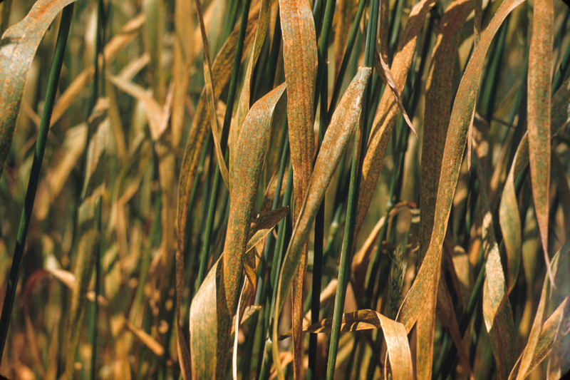 Wheat | Diseases and Pests, Description, Uses, Propagation ...
