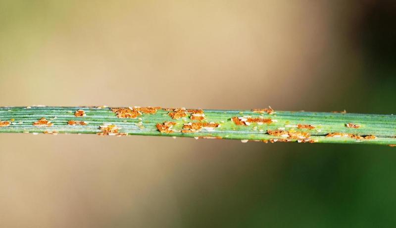Wheat | Diseases and Pests, Description, Uses, Propagation ...