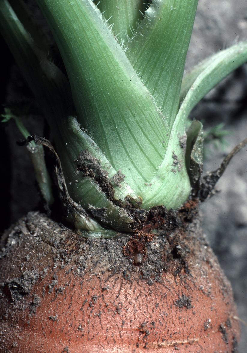 Carrot | Diseases and Pests, Description, Uses, Propagation