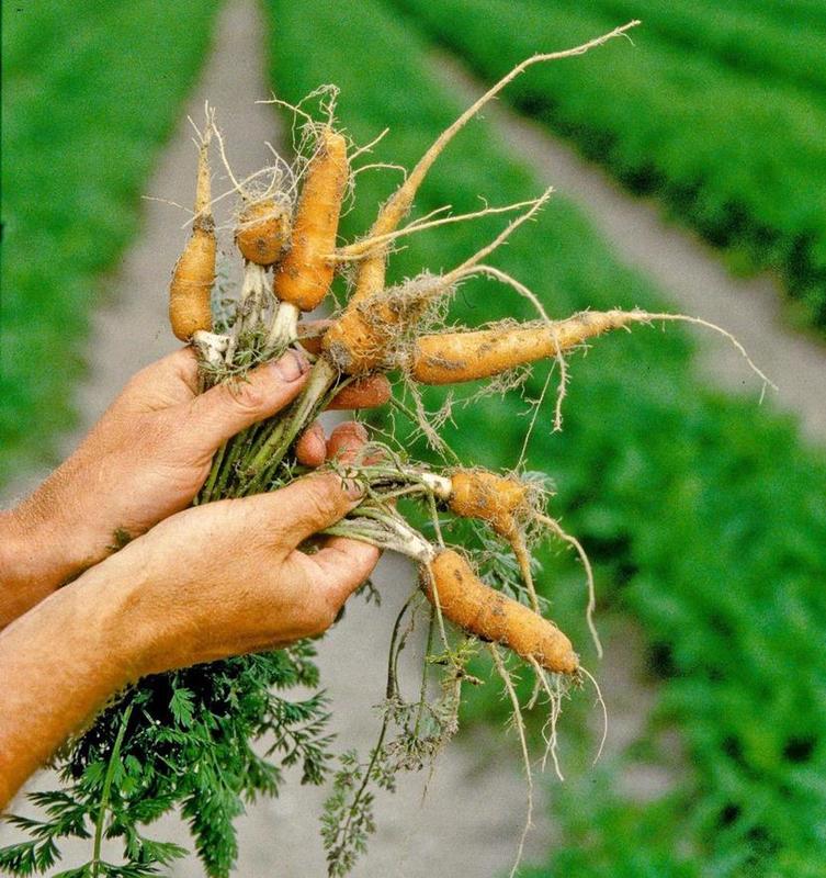 Carrot | Diseases and Pests, Description, Uses, Propagation