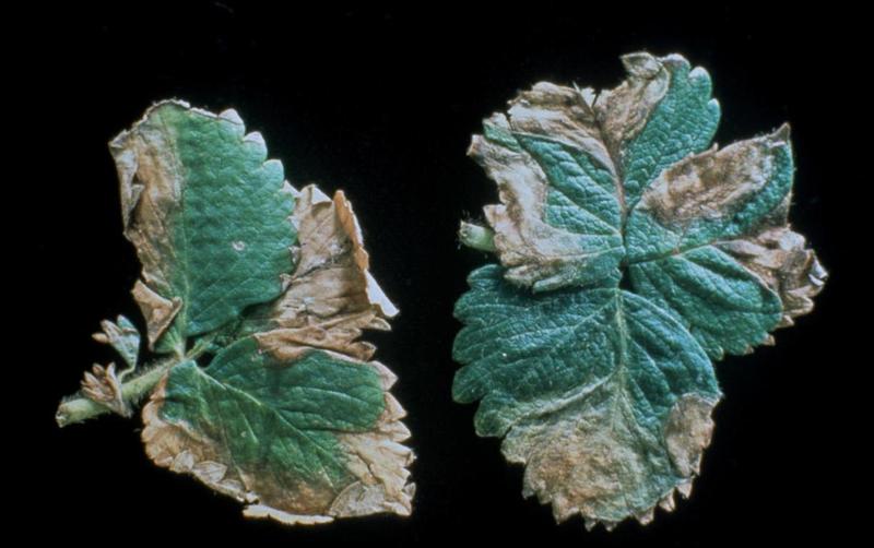 Strawberry | Diseases and Pests, Description, Uses, Propagation