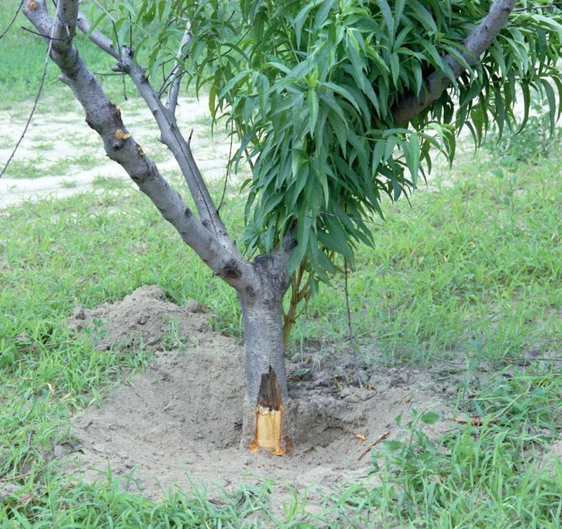 Peach | Diseases and Pests, Description, Uses, Propagation