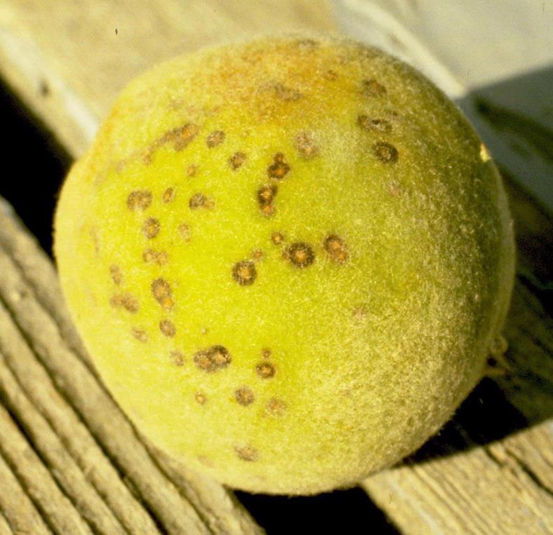 Peach | Diseases and Pests, Description, Uses, Propagation