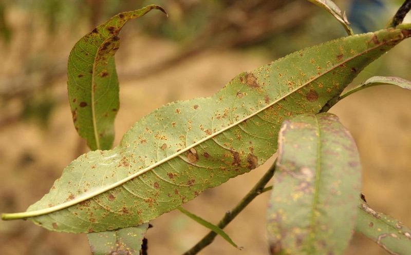 Peach | Diseases and Pests, Description, Uses, Propagation