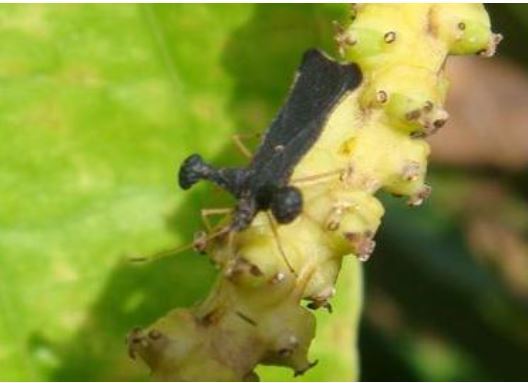 Black pepper | Diseases and Pests, Description, Uses, Propagation