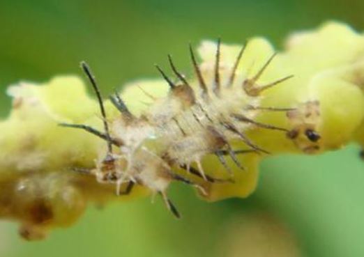 Black pepper | Diseases and Pests, Description, Uses, Propagation