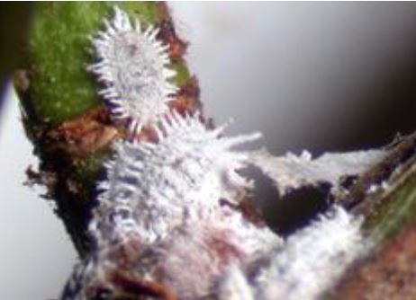 Black pepper | Diseases and Pests, Description, Uses, Propagation