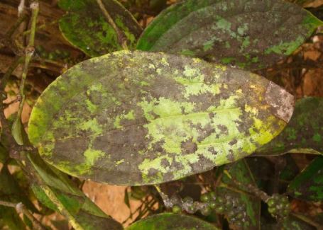 Black pepper | Diseases and Pests, Description, Uses, Propagation