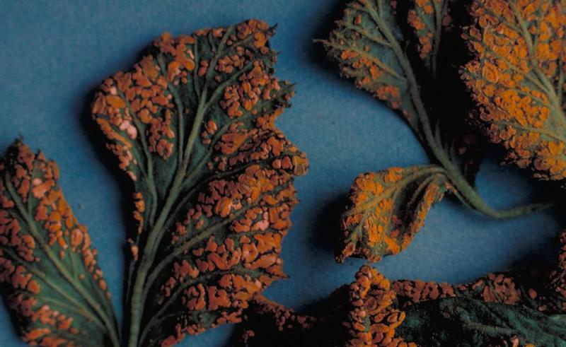 Blackberry | Diseases and Pests, Description, Uses, Propagation