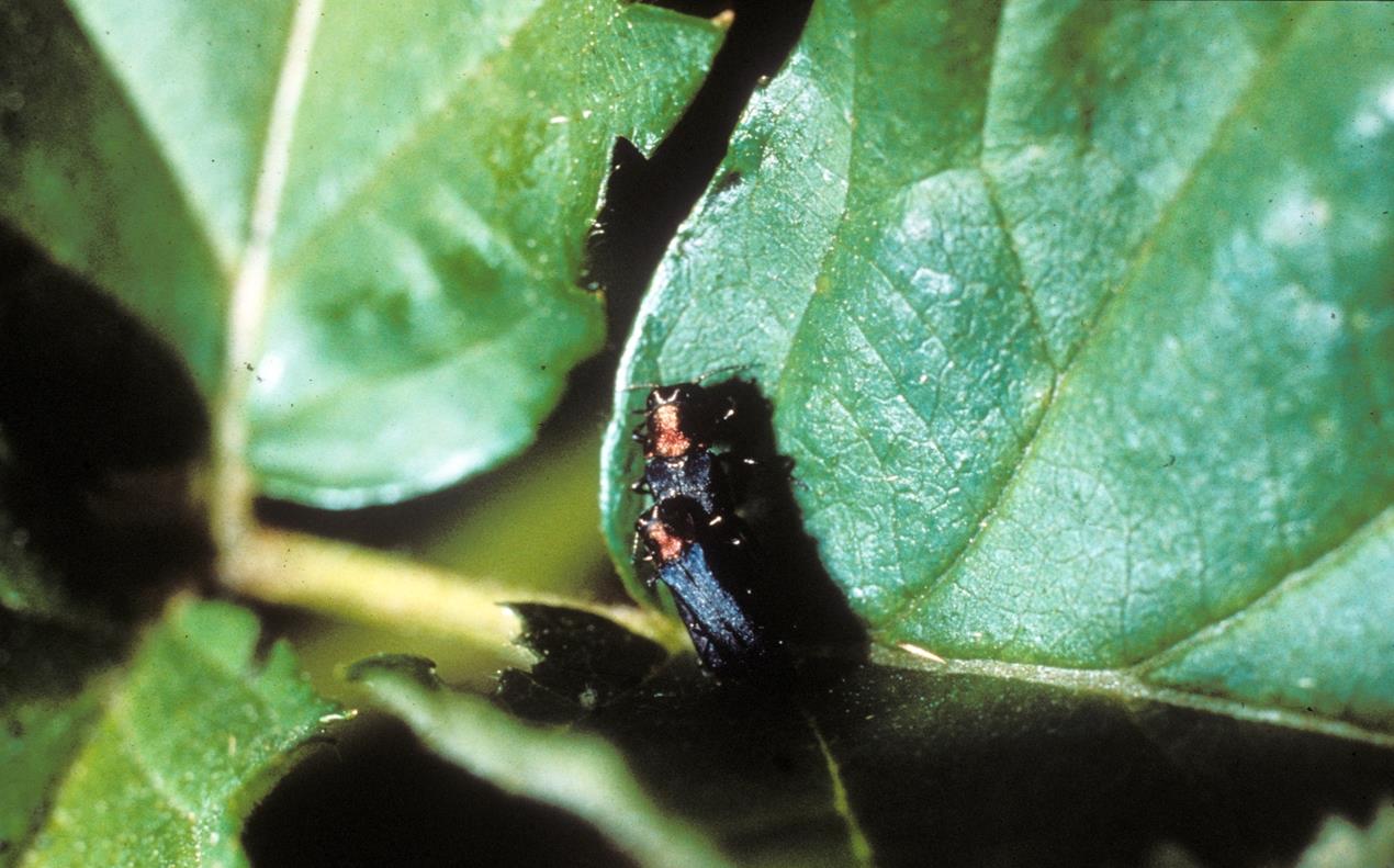 Blackberry | Diseases and Pests, Description, Uses, Propagation