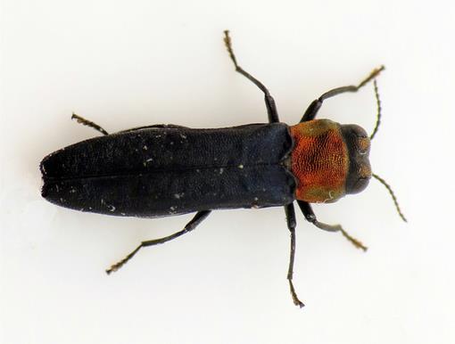 Blackberry | Diseases and Pests, Description, Uses, Propagation