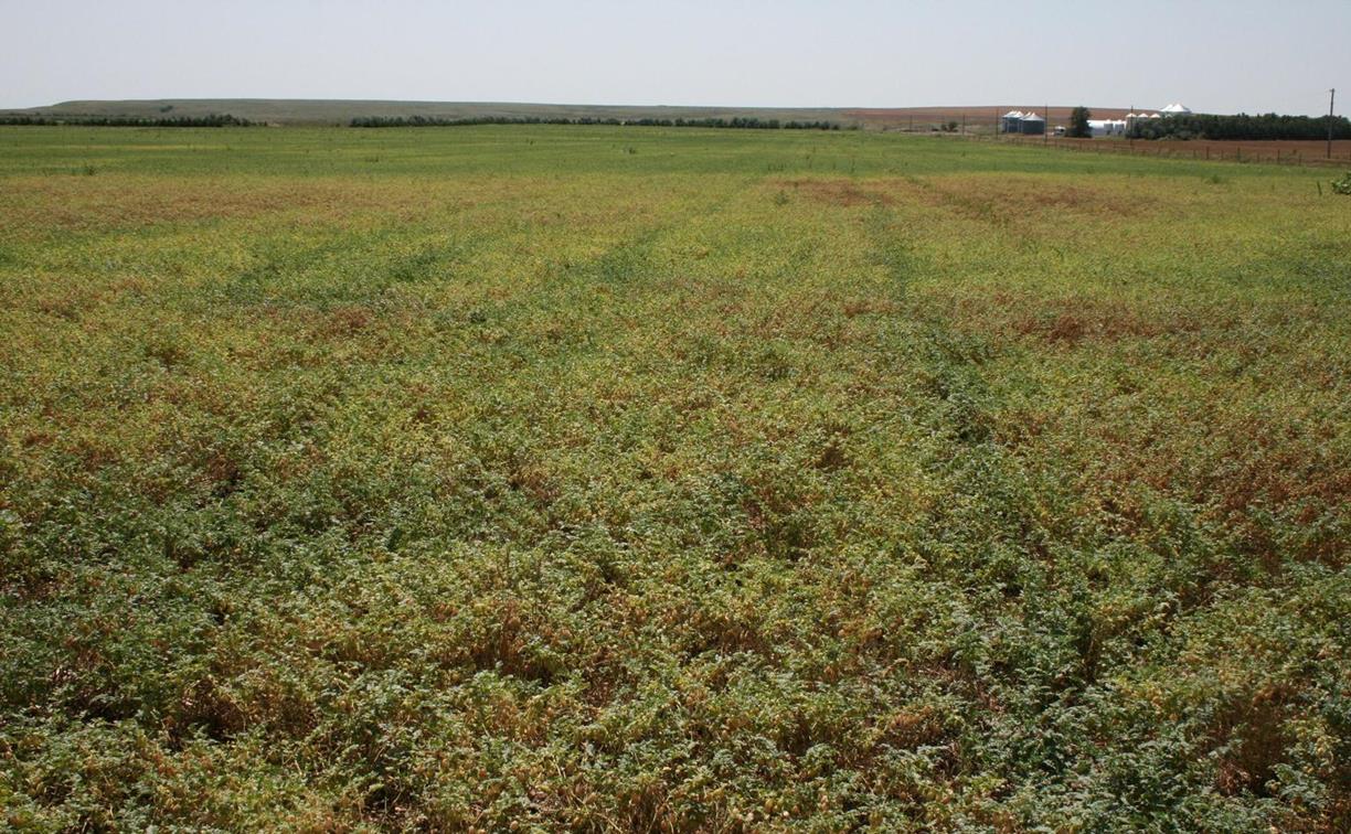 Chickpea (gram pea) | Diseases and Pests, Description, Uses, Propagation