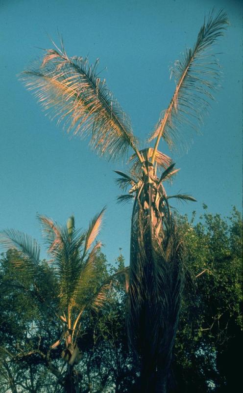 Coconut | Diseases and Pests, Description, Uses, Propagation