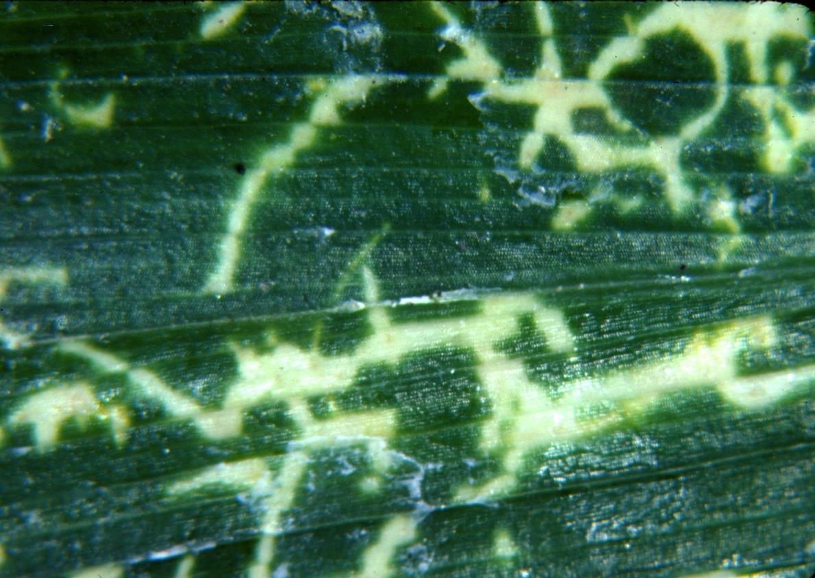 Coconut | Diseases and Pests, Description, Uses, Propagation