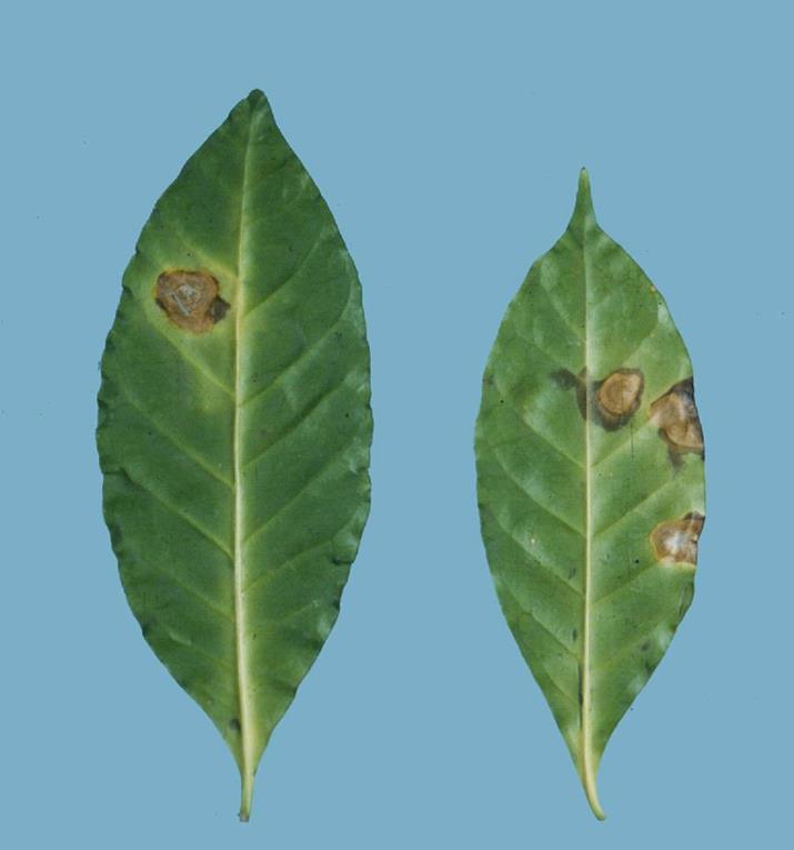 Coffee | Diseases and Pests, Description, Uses, Propagation