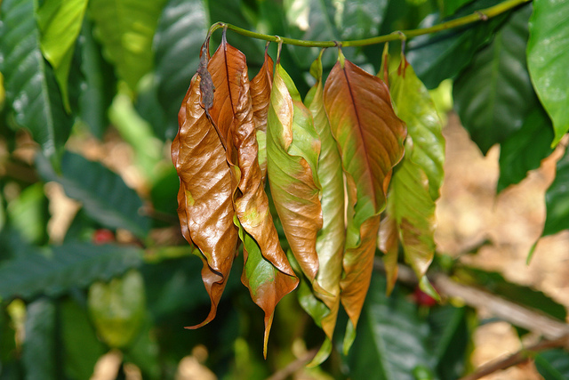 Coffee | Diseases and Pests, Description, Uses, Propagation