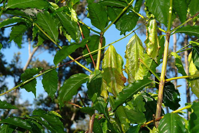 Coffee | Diseases and Pests, Description, Uses, Propagation