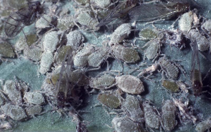 Mustard | Diseases and Pests, Description, Uses, Propagation