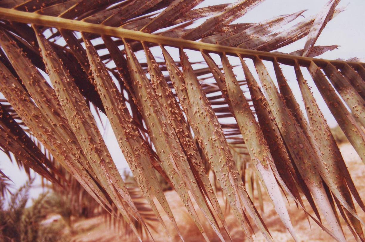 Dates | Diseases and Pests, Description, Uses, Propagation