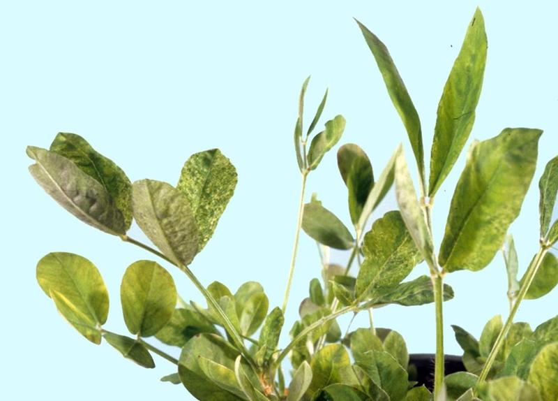 Peanut (groundnut) | Diseases and Pests, Description, Uses, Propagation