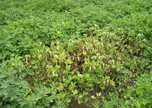 Peanut (groundnut) | Diseases and Pests, Description, Uses, Propagation