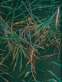 Ginger | Diseases and Pests, Description, Uses, Propagation