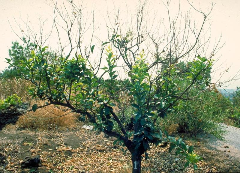 Lemon | Diseases and Pests, Description, Uses, Propagation