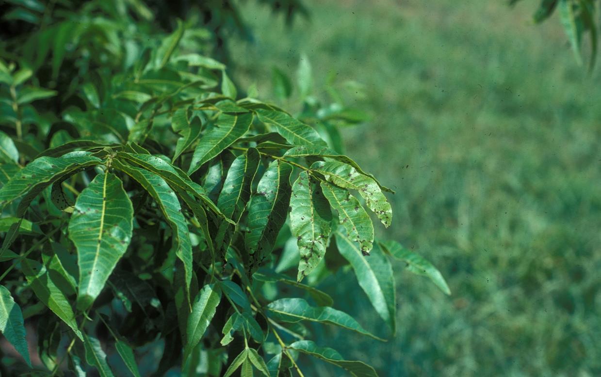 Pecan | Diseases and Pests, Description, Uses, Propagation