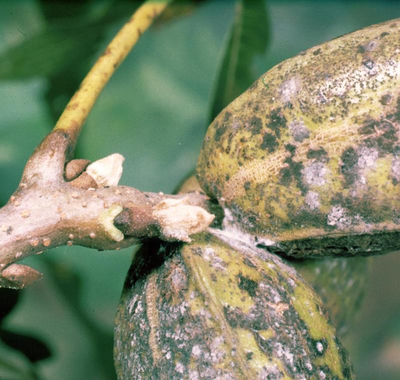 Pecan | Diseases and Pests, Description, Uses, Propagation