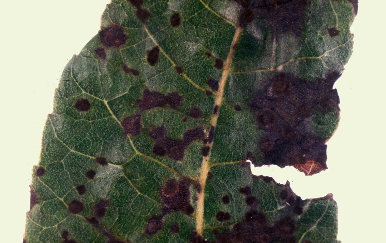 Pecan | Diseases and Pests, Description, Uses, Propagation