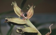 Pecan | Diseases and Pests, Description, Uses, Propagation