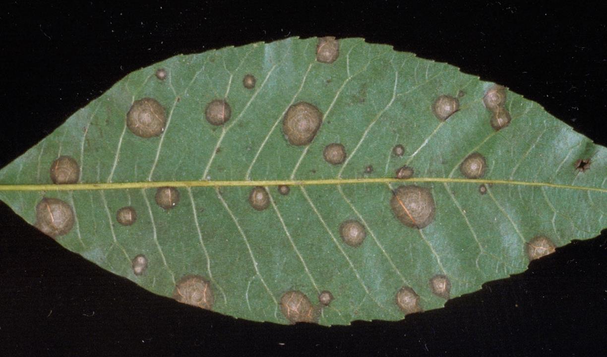 Pecan | Diseases and Pests, Description, Uses, Propagation