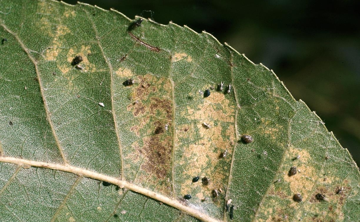 Pecan | Diseases and Pests, Description, Uses, Propagation